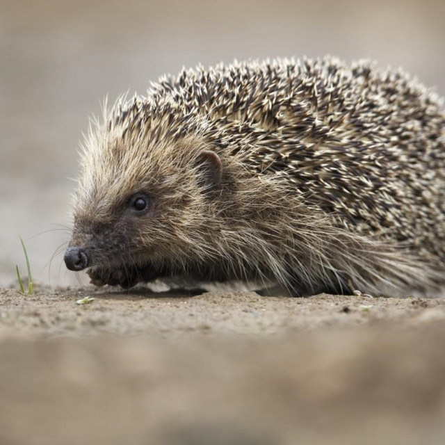 Jutarnji list - Ako negdje pronađete ježa koji izgleda mrtvo, dobro ga ...