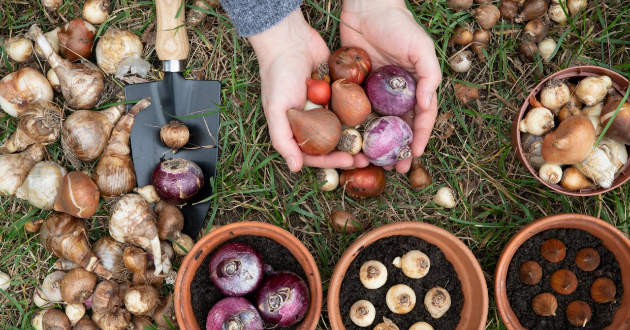Dom i dizajn - Vrijeme je za sadnju lukovica tulipana - evo trikova kako da brže procvatu