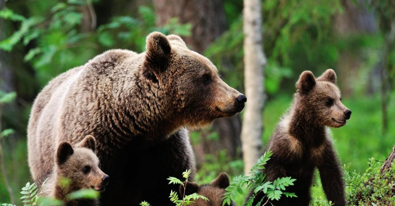 Jutarnji list - Tri medvjeda koja su provalila u tvornicu ulovljena, a ...