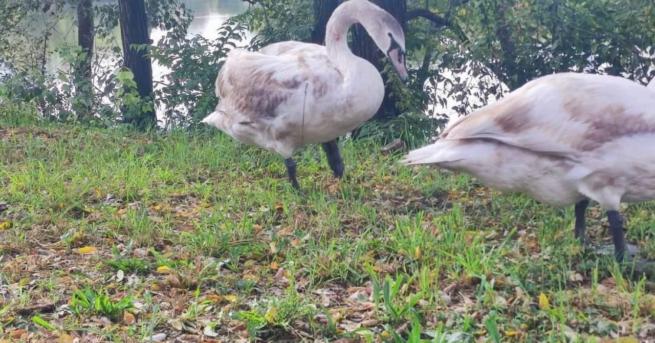 Jutarnji list - U Zagrebu viđen labud kojem se udica zabola u vrat: 'Na ...
