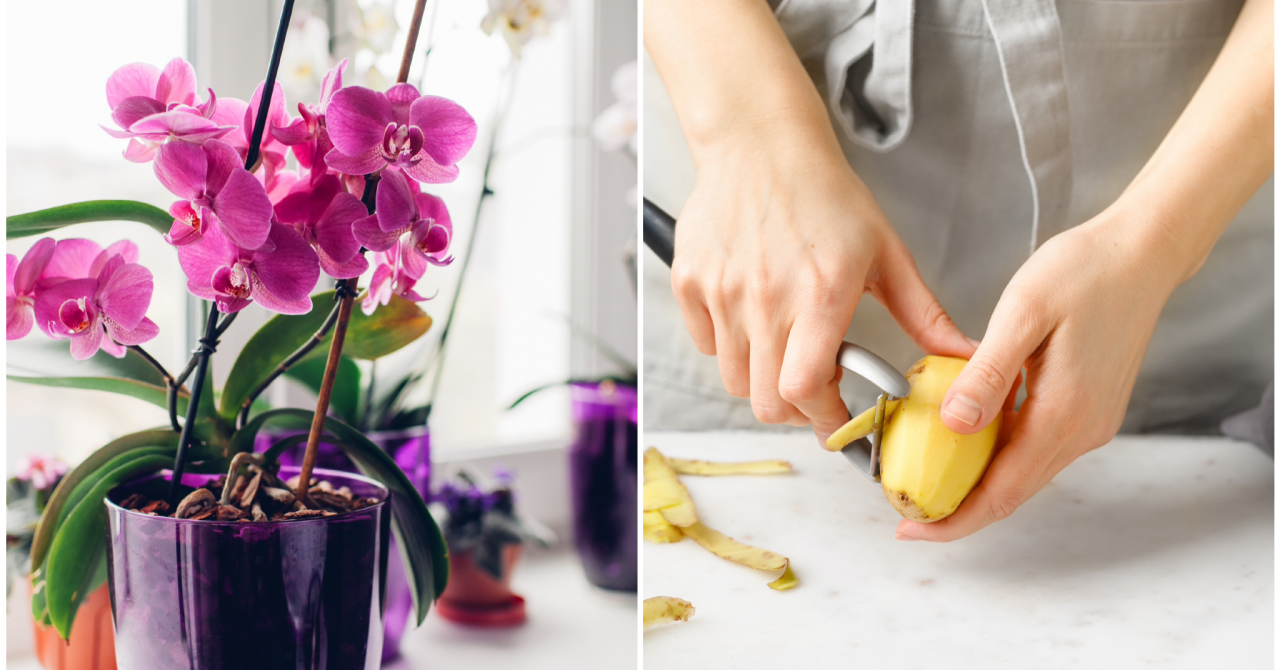Dom i dizajn - Jedan krumpir je dovoljan kako bi vaše orhideje uvijek cvjetale i bile zdrave