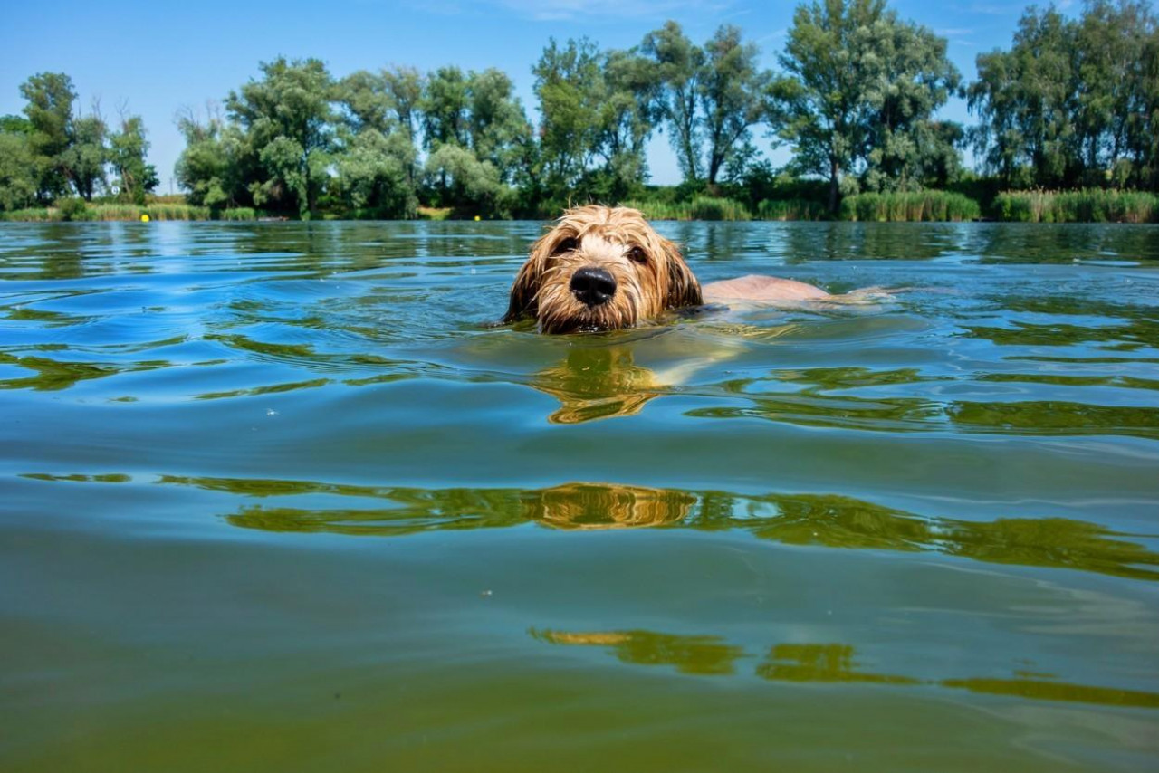 Jutarnji list - Strava u Baćini: Pomahnitali muškarac ulovio susjedinog ...
