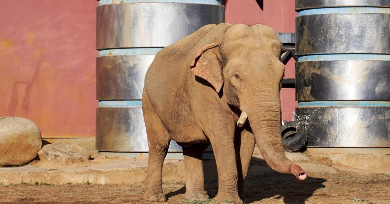 Jutarnji list - U filipinskom zoološkom vrtu preminula Mali, slonica ...