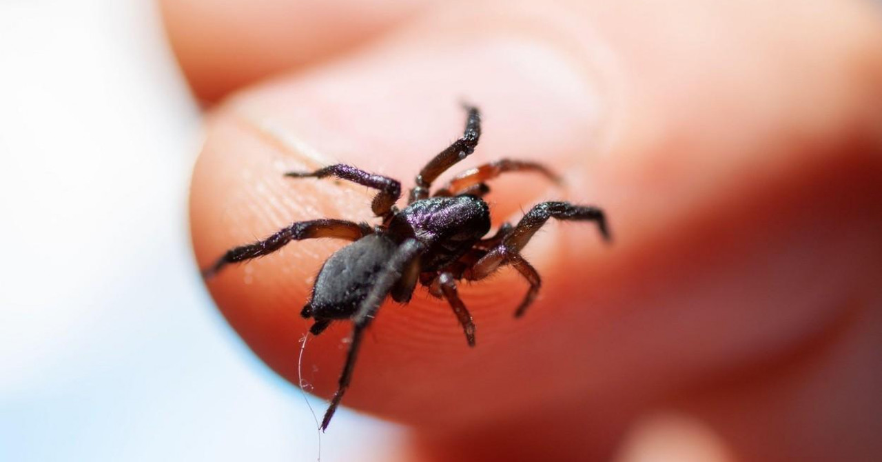 Jutarnji list - Priča iz noćnih mora: Muškarac tvrdi da ga je pauk ugrizao za prst i u njegovo ...