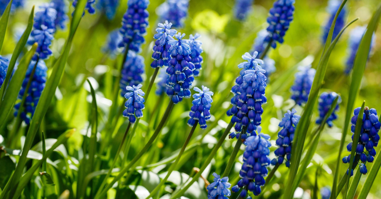 Dom i dizajn - Sanjate o prozoru u cvijeću? Grozdasti zumbul je odličan ...