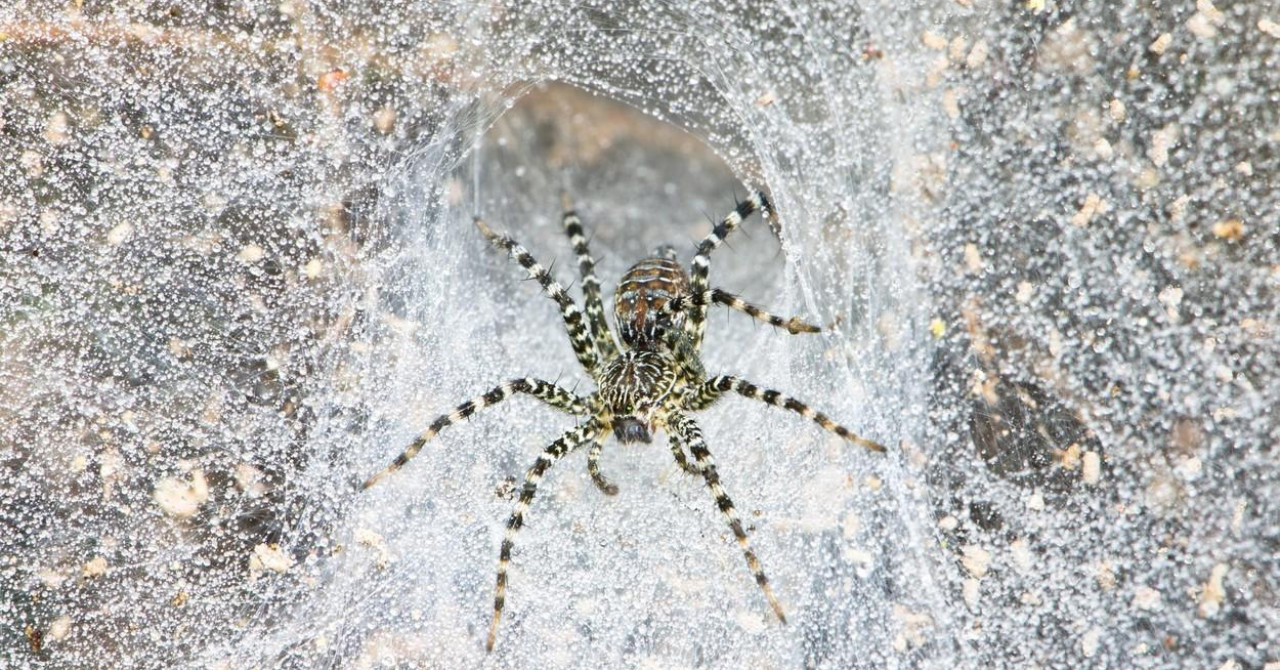 Jutarnji list - Otrovni pauk postao rekorder: Herkul je najveći ikad ulovljeni mužjak svoje vrste