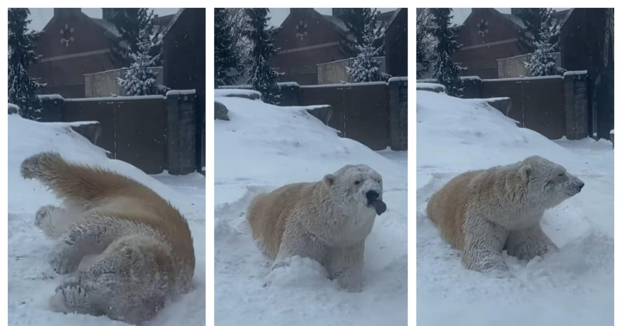 Jutarnji list - Video polarne medvjedice koja uživa u snijegu uljepšat će vam dan