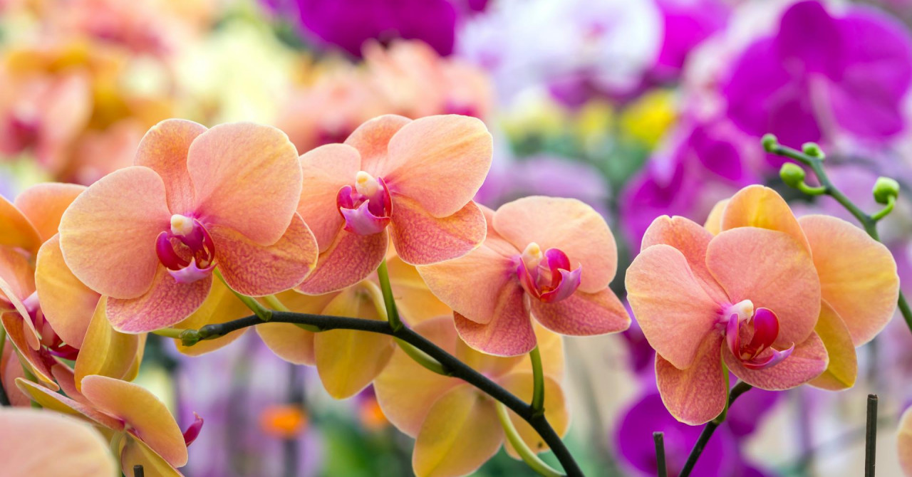 Dom i dizajn - Ove pogreške ne smijete činiti ako želite da vaša orhideja stvara nove cvjetove