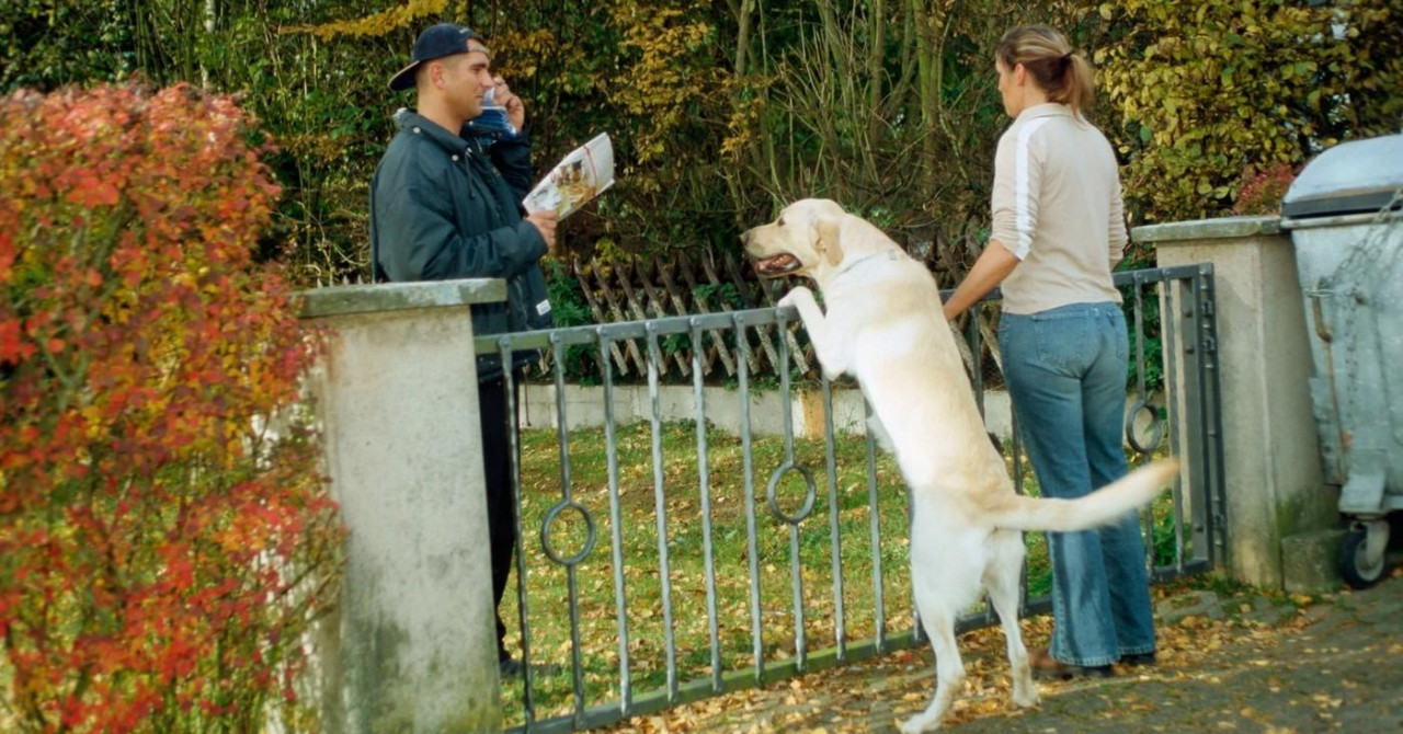 Jutarnji list - Kaos: Ovi psi nikako ne vole dostavljače i nimalo se ne ...