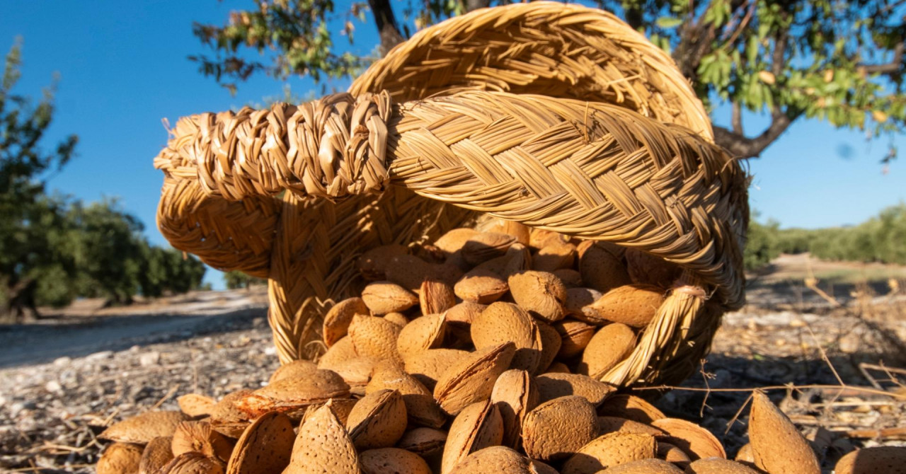 Dom i dizajn - Ne bacajte ljuske badema! Evo kako ih možete iskoristiti