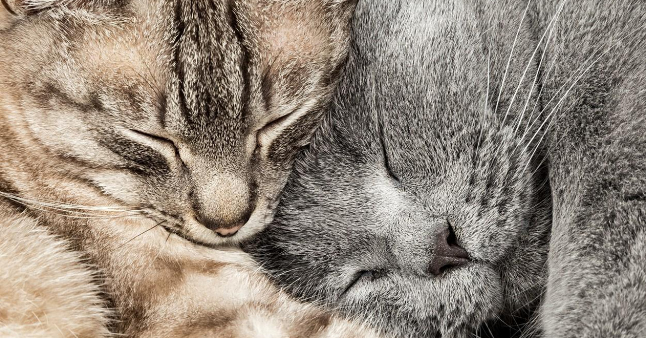 Jutarnji list - Što učiniti kad je kućnim mačkama dosadno? Postoji ...