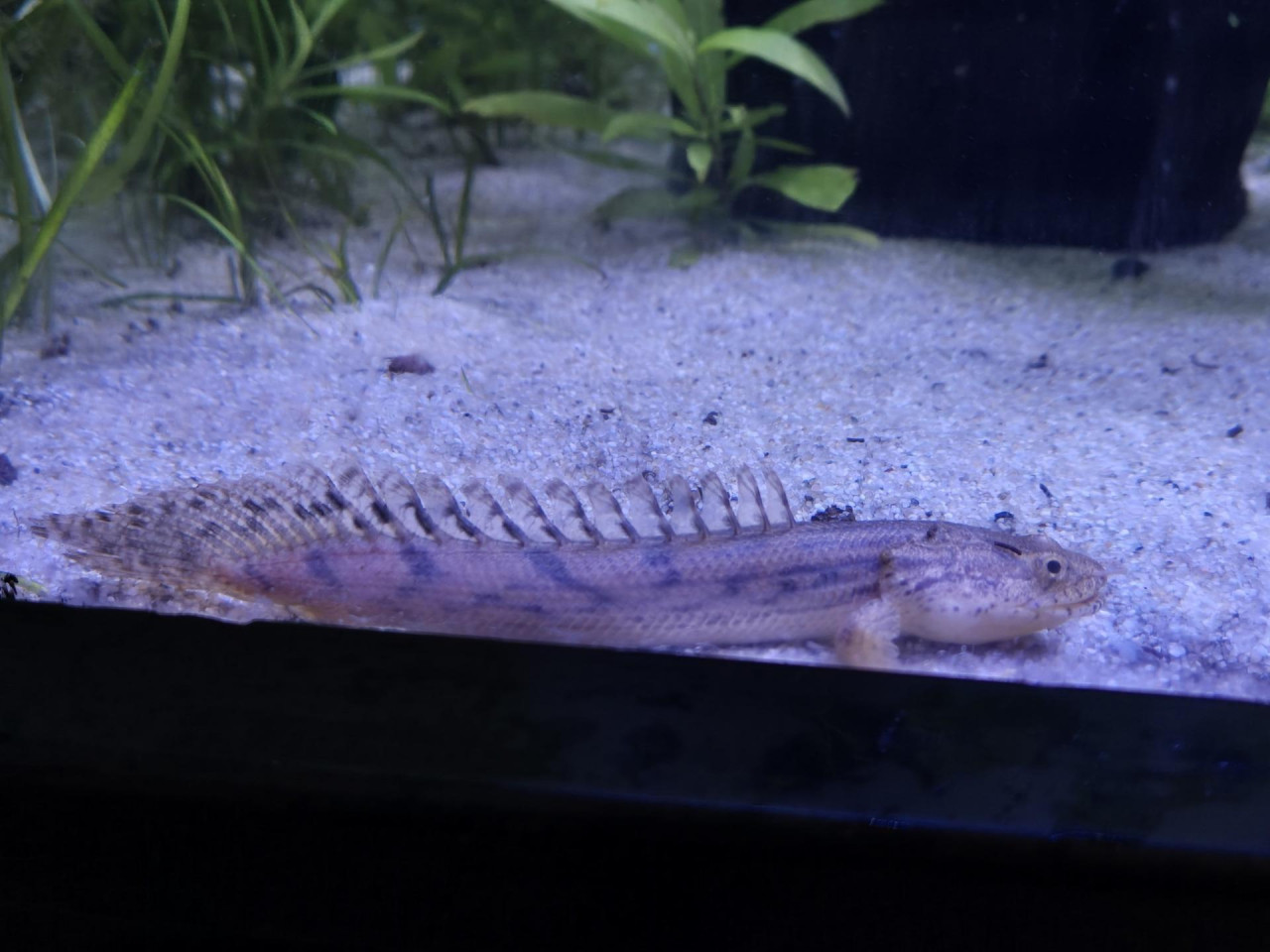 Jutarnji list - Neobična riba iz Pule koja može disati na površini: Ima ...