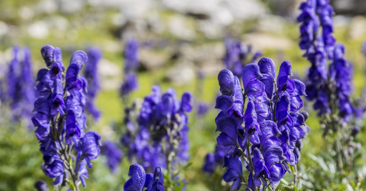 Dom i dizajn - Ovo je jedna od najopasnijih biljaka na svijetu - samo ...