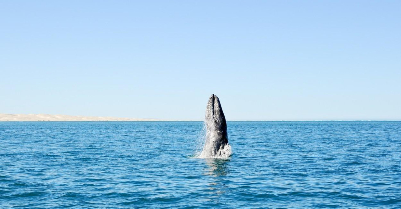 Jutarnji list - Čudesan susret: Sivi kit se pojavio u Atlantskom oceanu ...