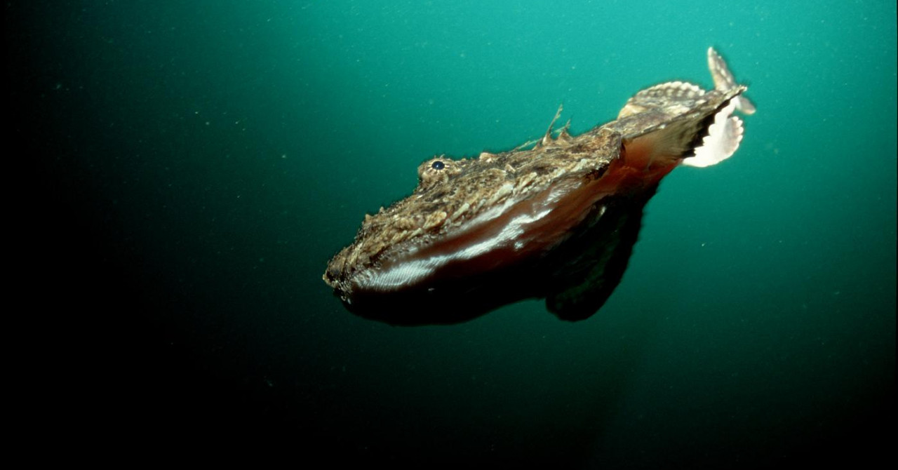 Jutarnji list - Prva grdobina uspješno prilagođena životu u akvariju ...