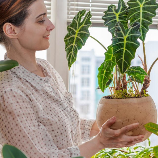 Dom i dizajn - Trik za njegu lončanica koji ne košta ni centa: Biljke ...