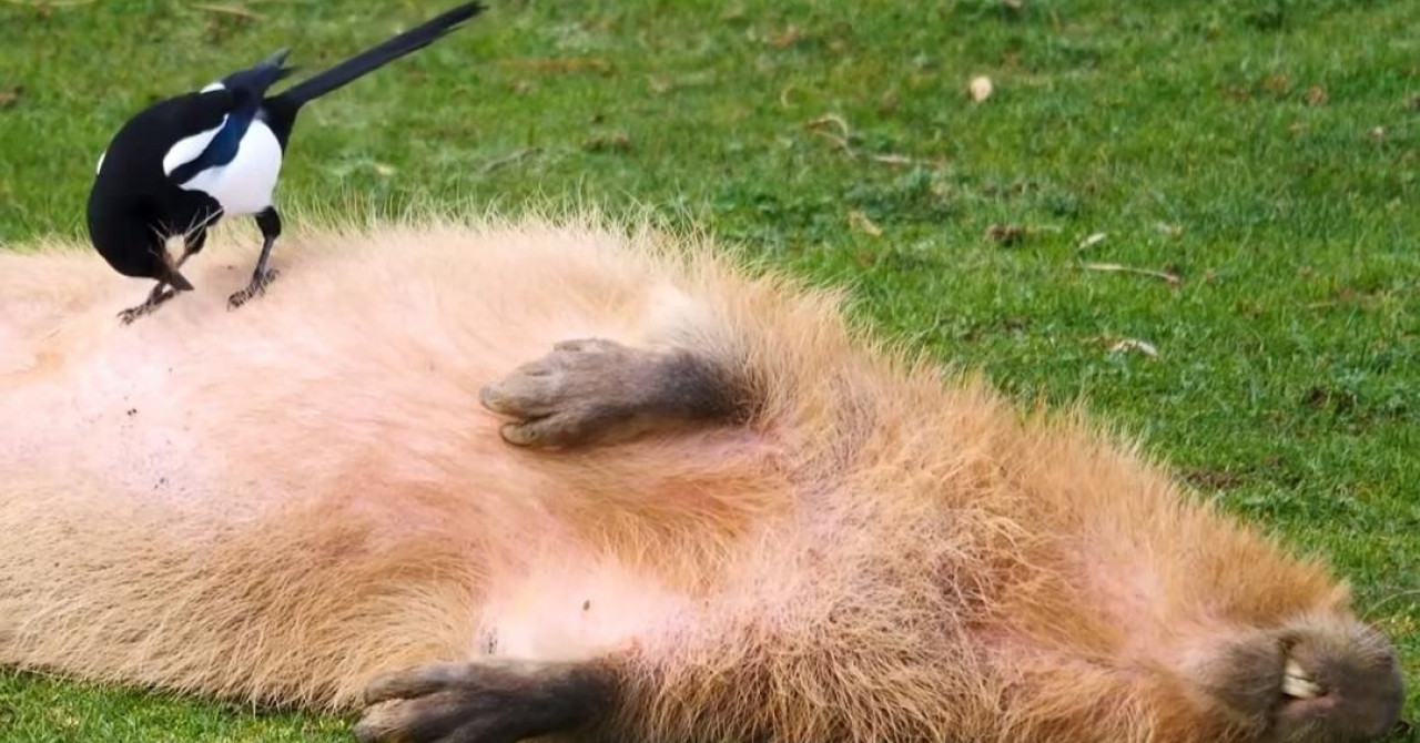 Jutarnji list - Snimka kapibare i svrake koja je oduševila svijet ...