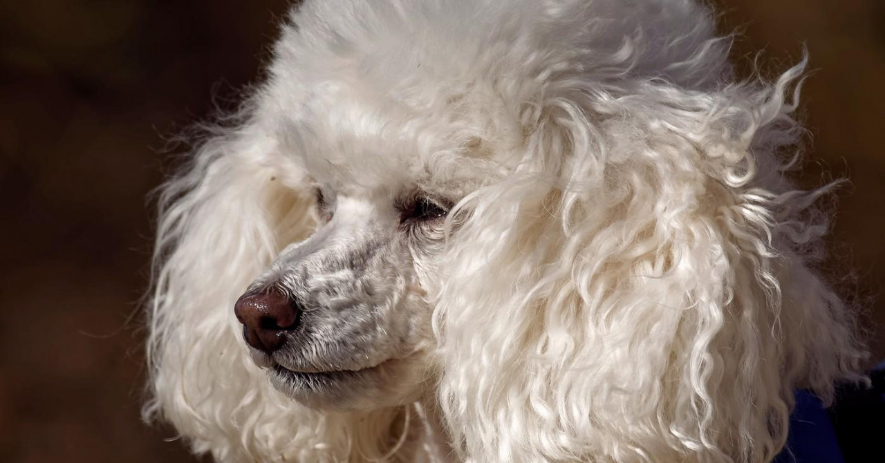 Jutarnji list - Pas poznatog kuhara zaklao drugog psa, on tvrdi ...