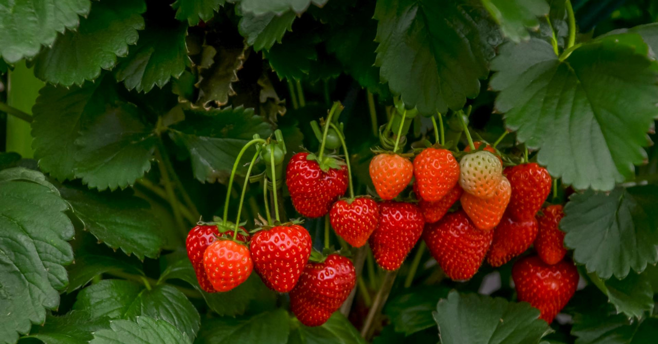 Dom i dizajn - Sad je vrijeme za sadnju jagoda u posudama, ovo je najbolji način da uzgojite baš ...