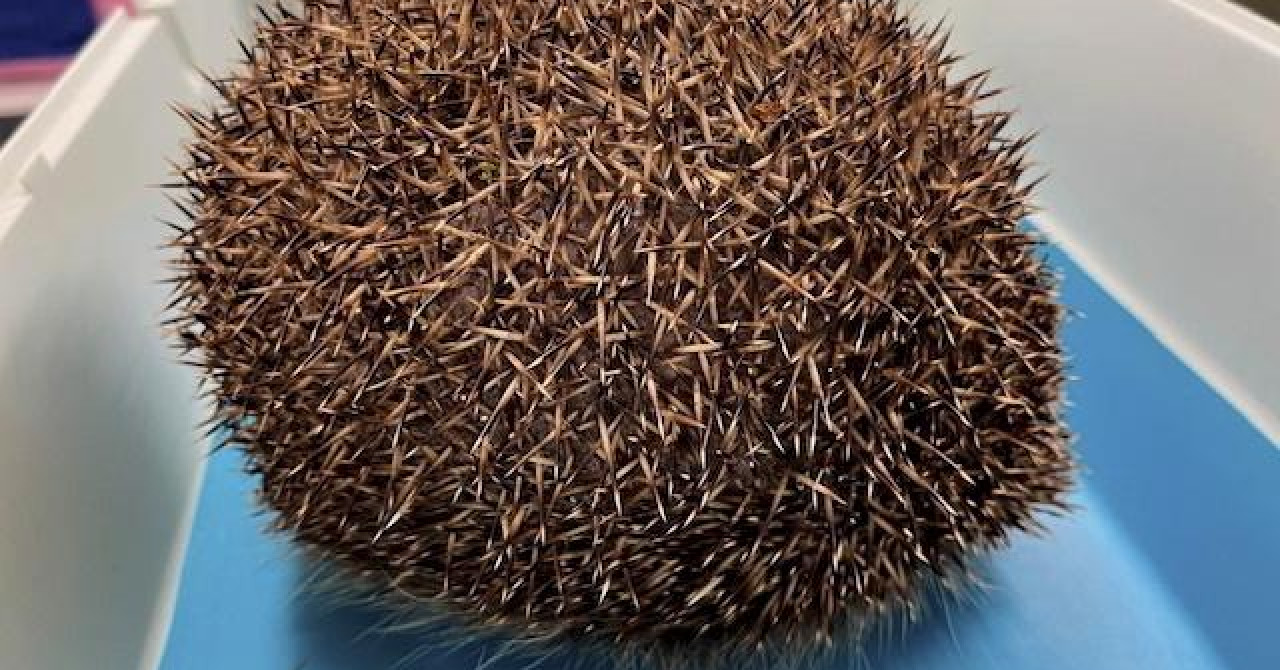 Jutarnji list - 'Ako vidite ježa velikog kao lopta, to nije mutant ...