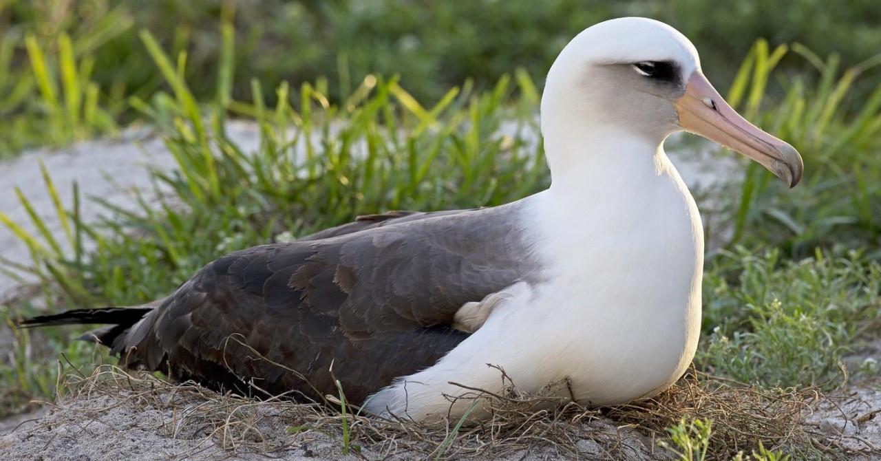 Jutarnji list - Najstarija ptica na svijetu ponovno je slobodna: Unatoč njenim godinama, oko nje ...
