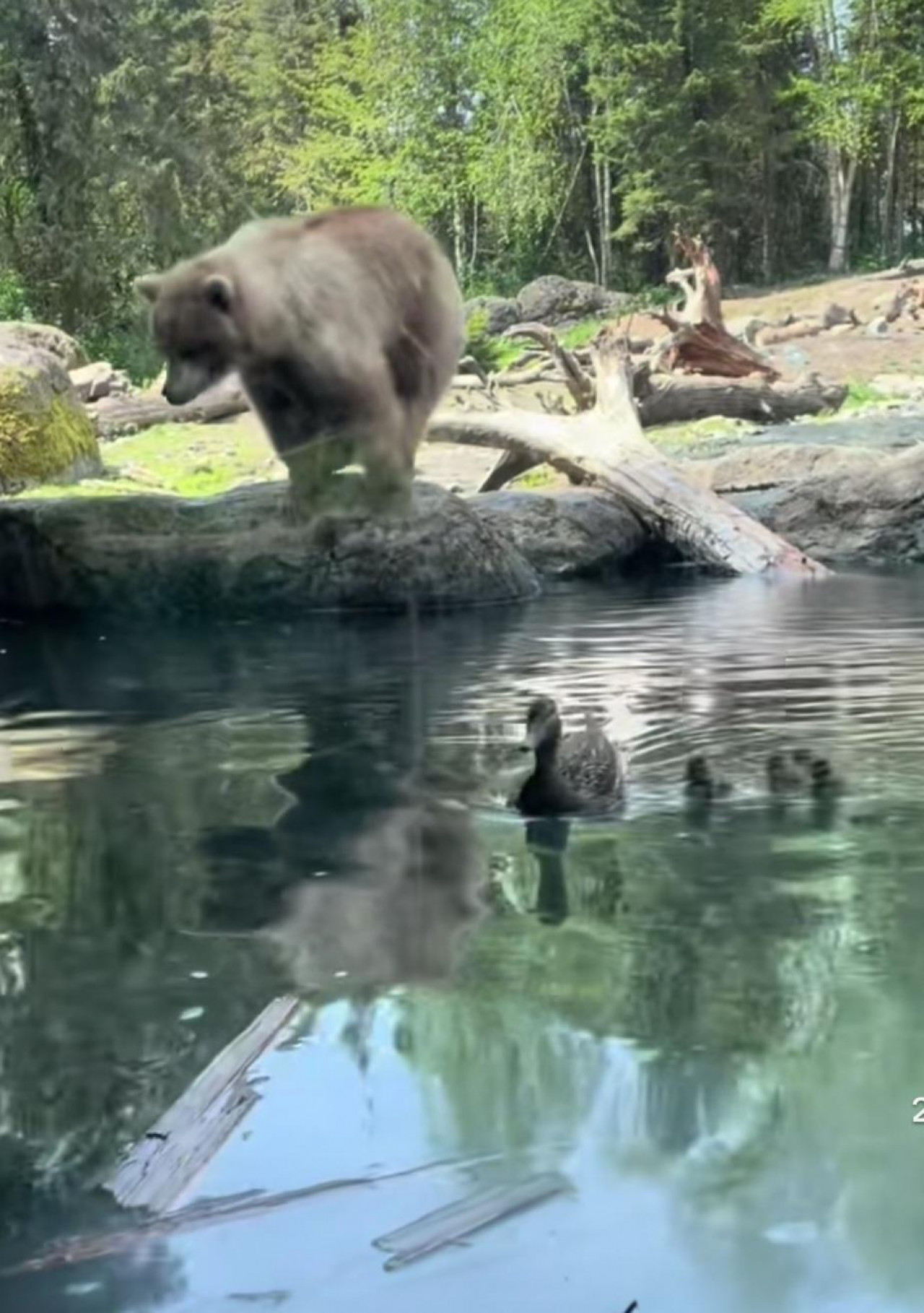 Jutarnji list - Medvjedica je prvo snimala situaciju, a onda je krenula u napad. Djeca su vikala ...