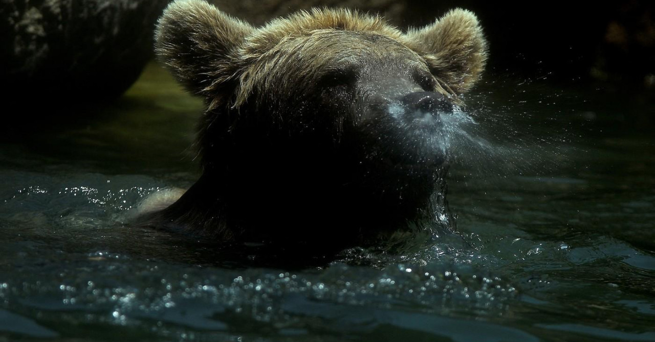 Jutarnji list - Preslatka snimka: Mama medvjedica dovela svoja dva mališana da se okupaju u bazenu