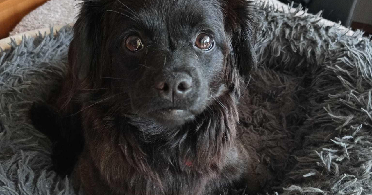 Jutarnji list - Malena Lu bila je udomljena i sad je vraćena u azil. Trenutno je na privremenom ...