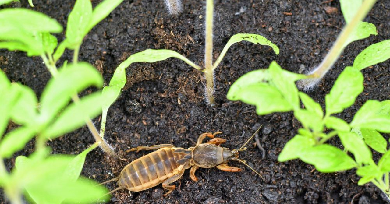 Dom i dizajn - Rovac je štetočina koja je u stanju uništiti cijeli ...