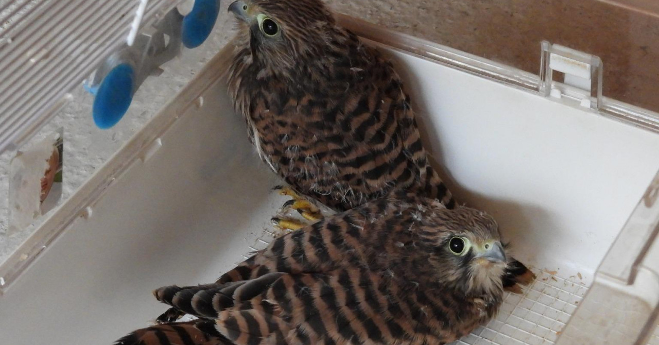 Jutarnji list - Spašavanje vjetruša: Ljudi u Petrinji i Đakovu pomogli sokolima koji su pali iz ...