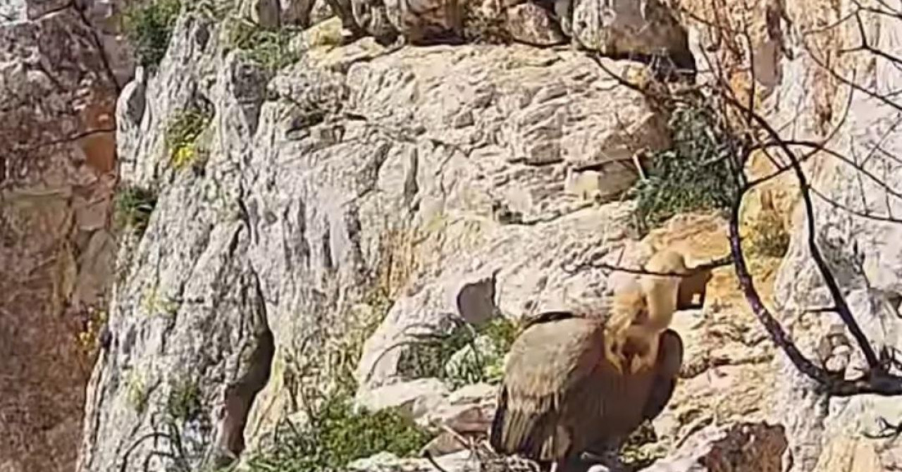 Jutarnji list - Pogledajte kako maleni bjeloglavi sup s Plavnika reagira na zvuk brodova u blizini