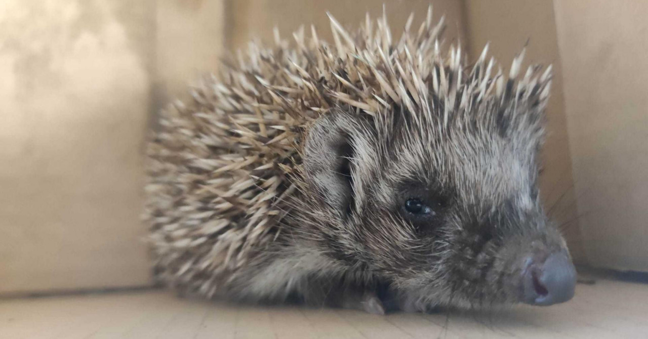 Jutarnji list - Iz azila objavili: 'Ako vidite ježa, evo u kojim ...