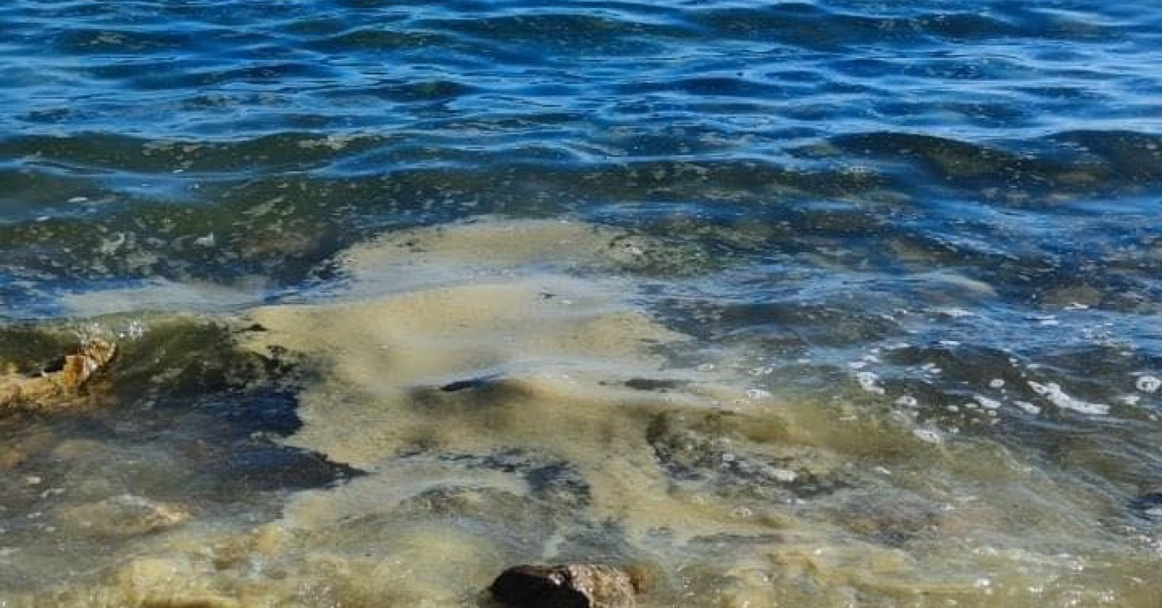 Jutarnji list - 'Ovo je najgore cvjetanje mora u 20 godina ...