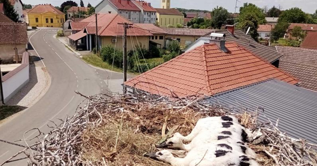 Jutarnji list - 'Baby boom' među rodama: Jedno selo prednjači po broju ...
