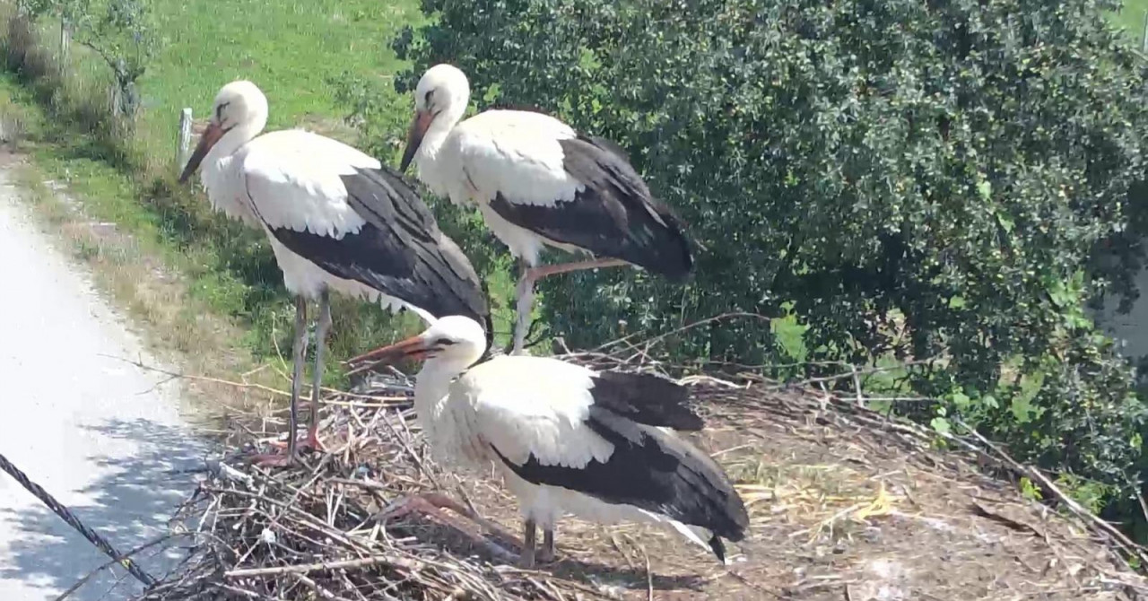 Jutarnji list - Upoznajte Rima, Tima i Tagija: Svega tri mjeseca stari ...