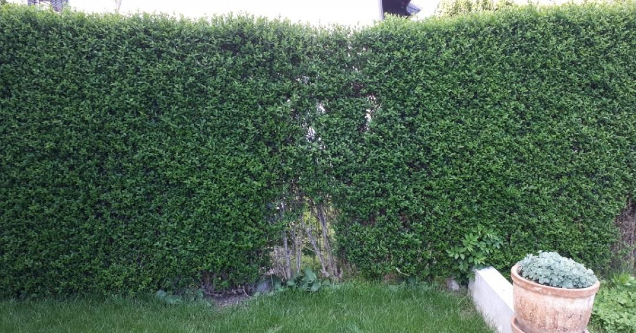 Dom i dizajn - Susjed ga tužio zbog živice, stabla smokve i masline, a Vijeće odlučilo "Ne ruši ...