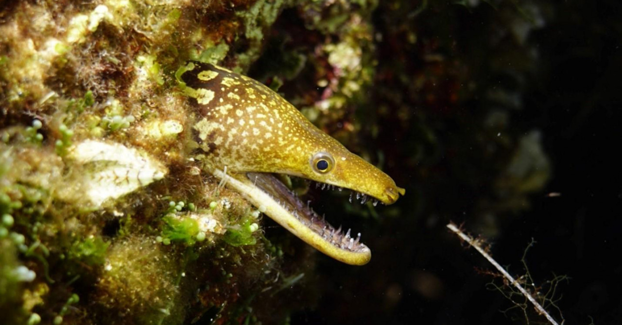 Jutarnji list - Zmijolike ribe koje se skrivaju na kamenom dnu svoj dom ...