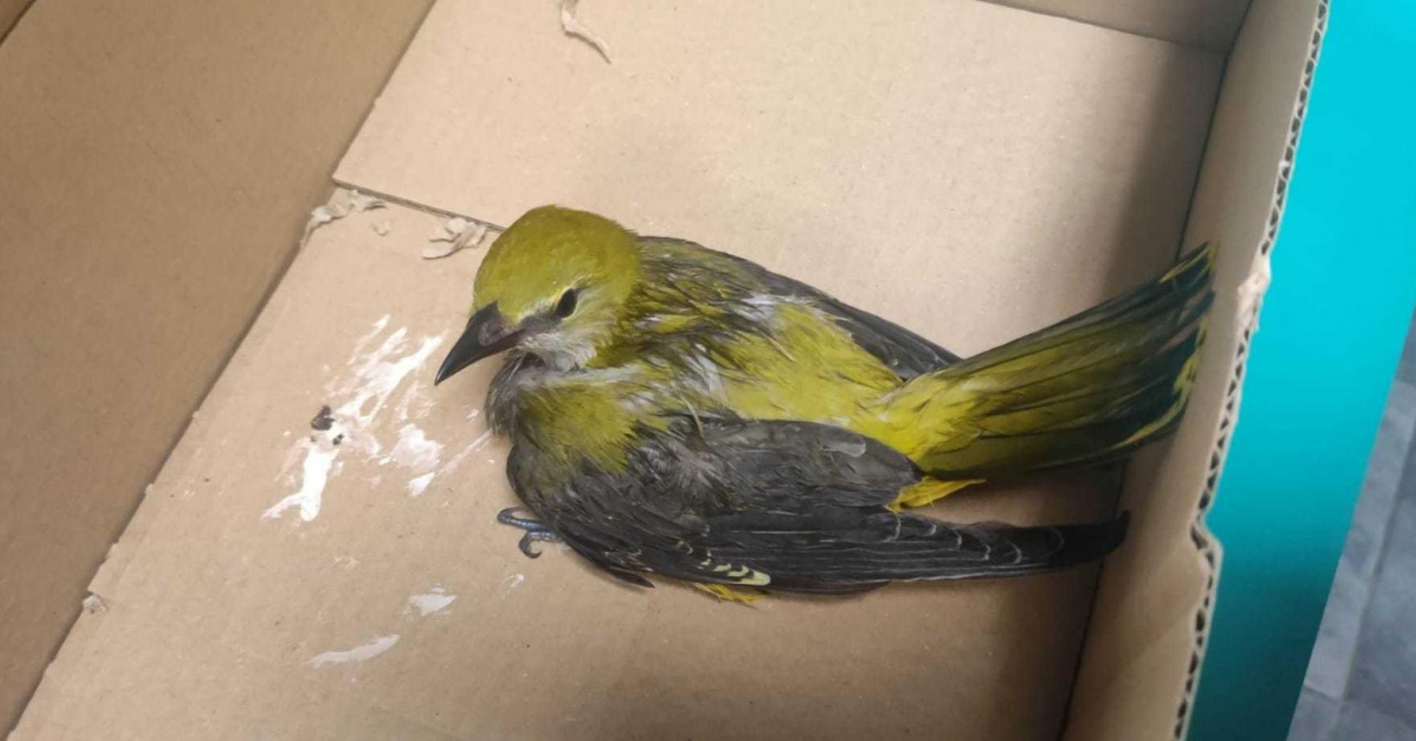 Jutarnji list - Neobični maleni pacijent stigao u zagrebačko ...