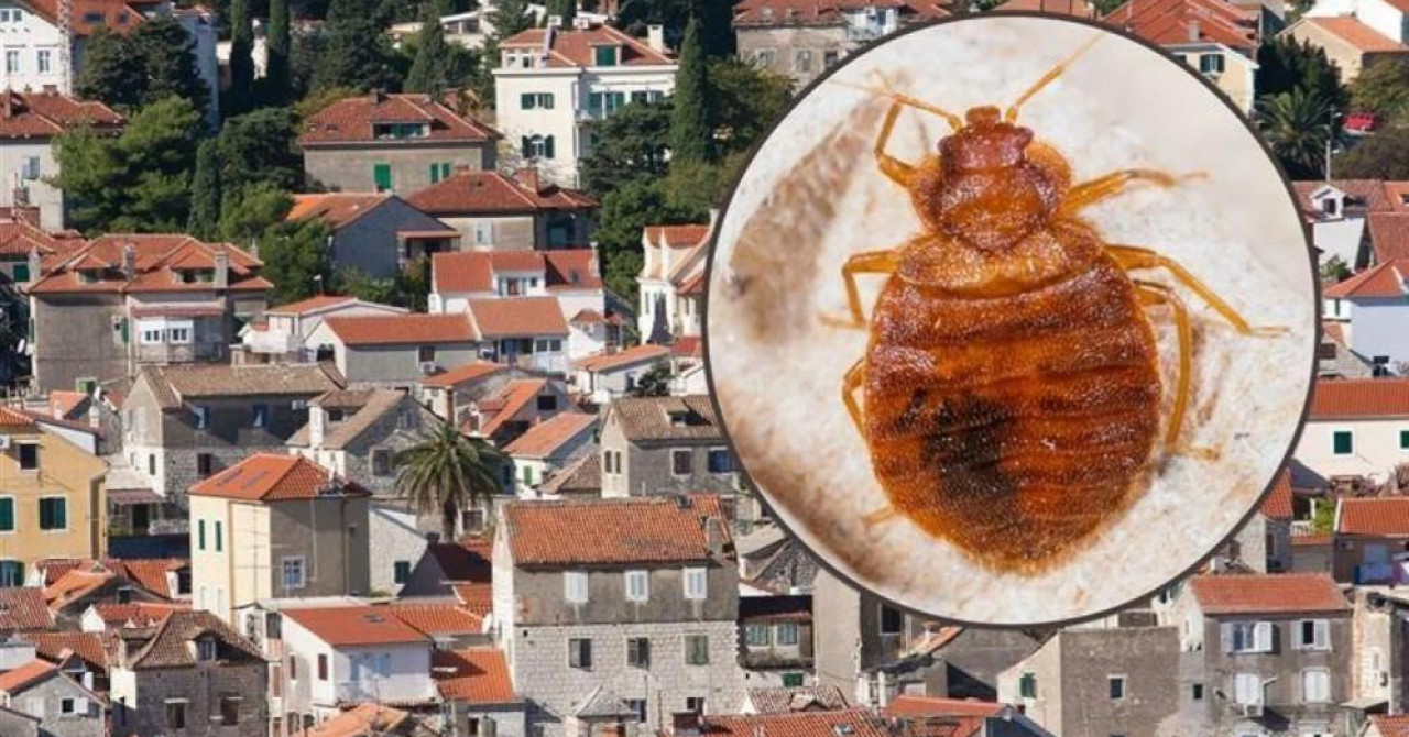 Jutarnji list - U splitskom neboderu pojavile su se stjenice, ima ih u ...