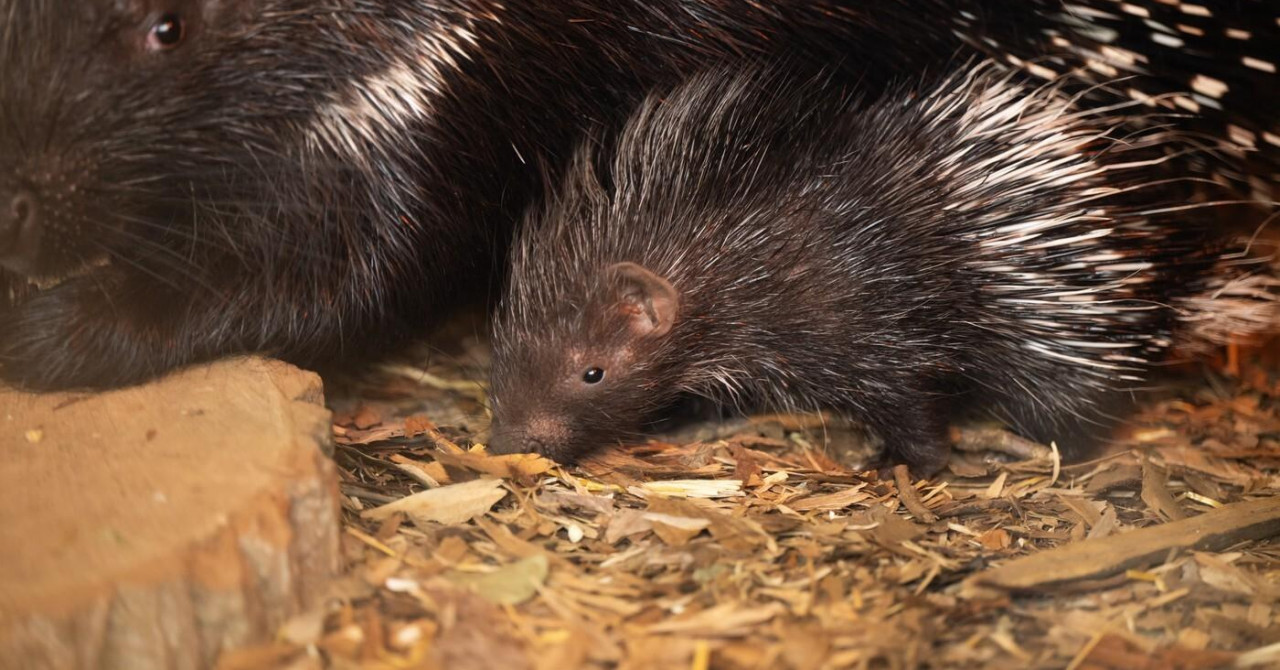 Jutarnji list - Pogledajte mladunče dikobraza, prvo koje je na svijet ...