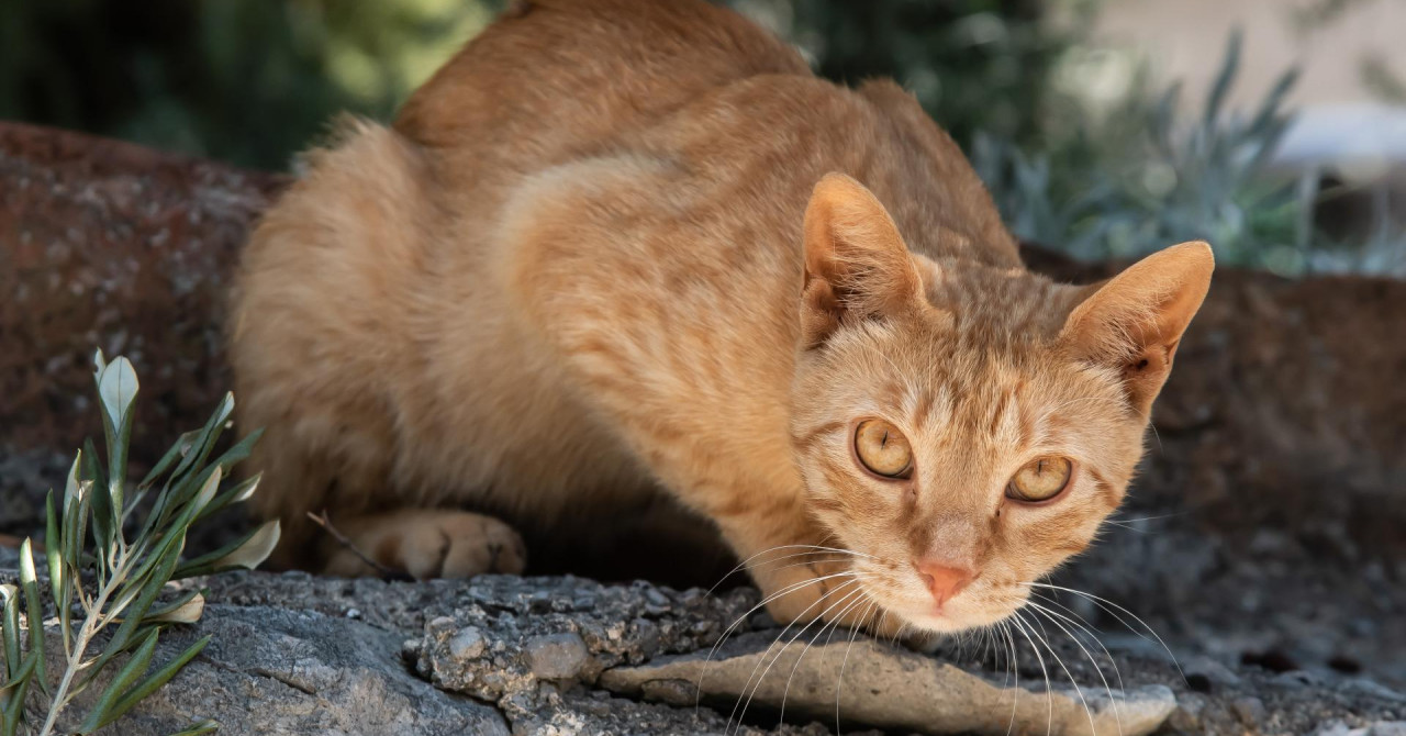 Jutarnji list - Lik je u oglasniku nudio mačje meso. Šala mu je jako je ...
