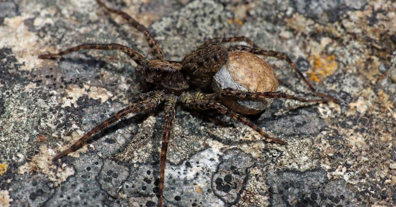 Jutarnji list - Žena izašla iz kuće sa sinom i na pragu zatekla šokantan prizor: 'Pa to je ...