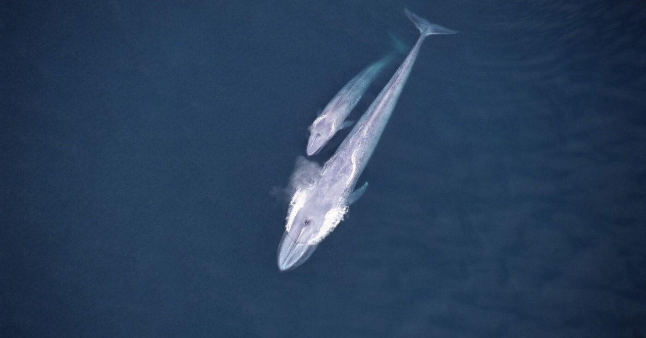 Jutarnji list - Alati budućnosti: AI može pomoći zaštititi kitove od ...