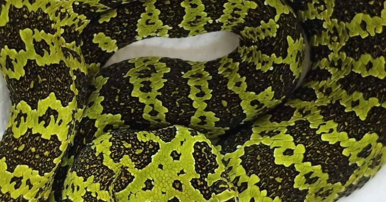 Jutarnji list - U zagrebačkom ZOO uzgajaju ugroženu vrstu životinja ... Jutarnji list - U zagrebačkom ZOO uzgajaju ugroženu vrstu životinja ...