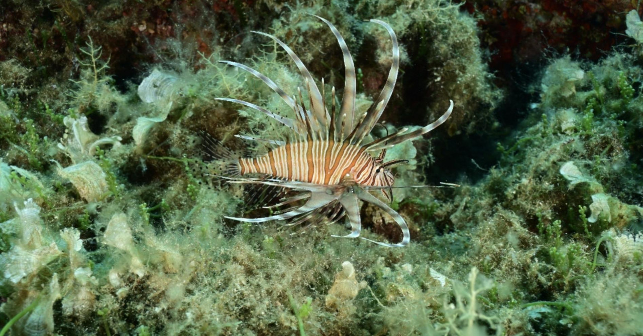 Jutarnji list - Opasne invazivne vrste prijete Hrvatskoj: Otrovne ribe ...