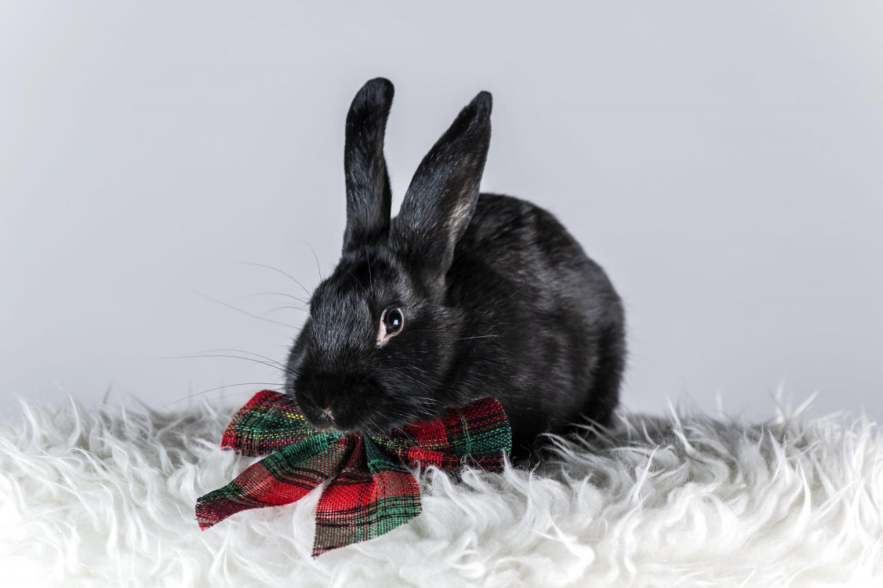 Jutarnji list - U Dalju se od 1. do 3. studenog održava izložba malih ...