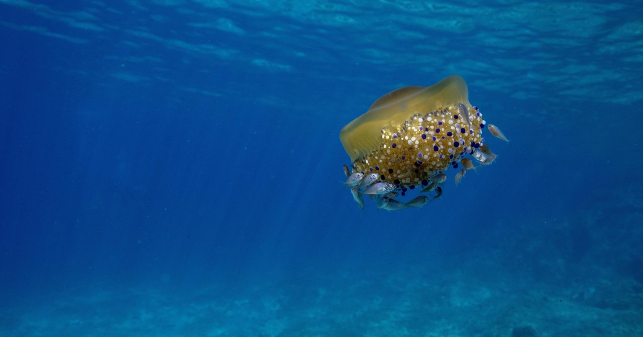 Jutarnji list - Nova studija tvrdi: Širenje zaštićenih morskih područja ključno je za ljudsko ...