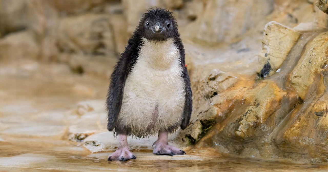 Jutarnji list - Preplivao 3500 kilometara: Carski pingvin s Antarktike ...