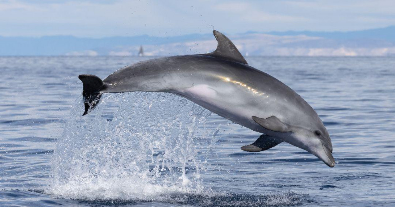 Jutarnji list - Institut Plavi svijet predstavio još jednog dupina kojeg se može 'usvojiti', a ...