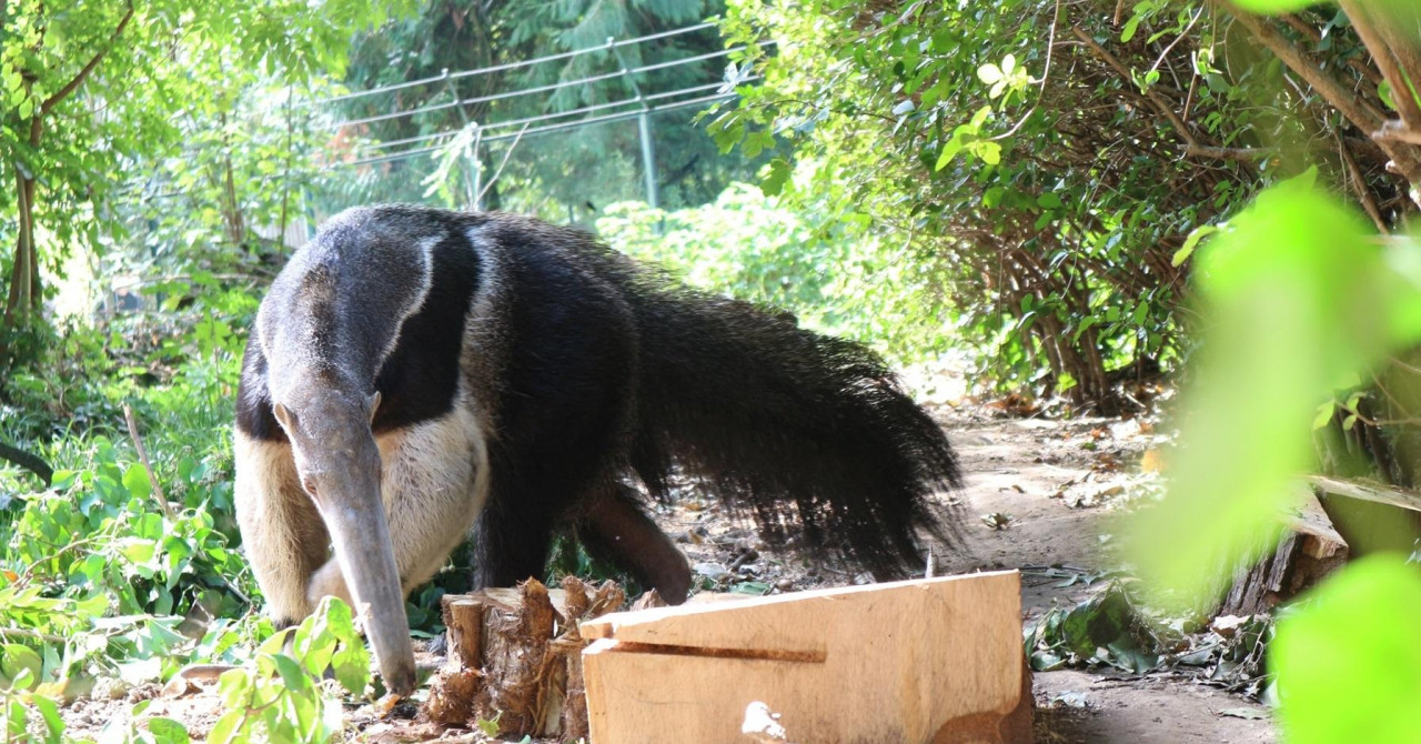 Jutarnji list - Mravojed može izvući i uvući jezik do 160 puta u minuti ...